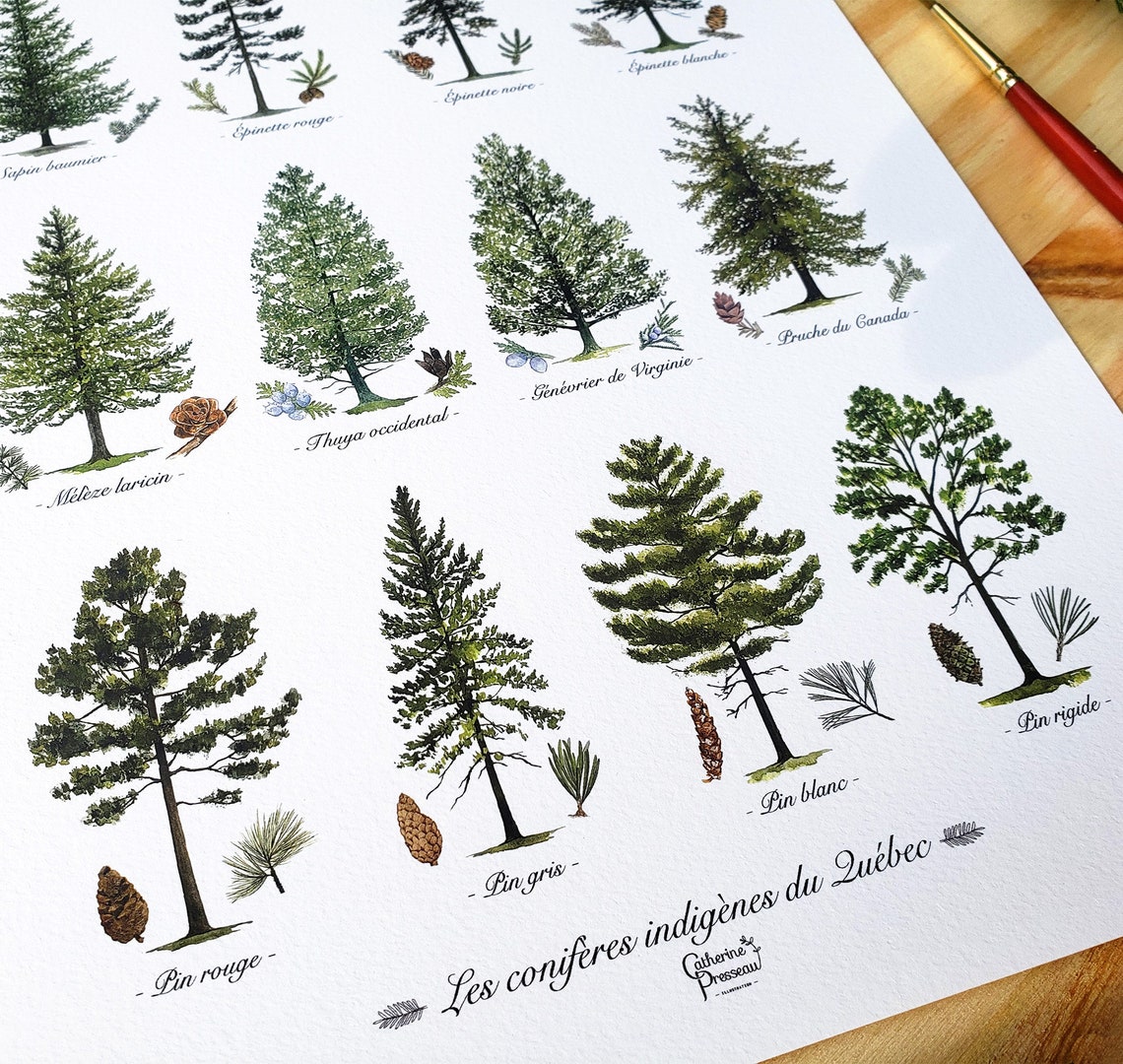 Affiche conifères du Québec Illustration botanique à - Etsy Canada