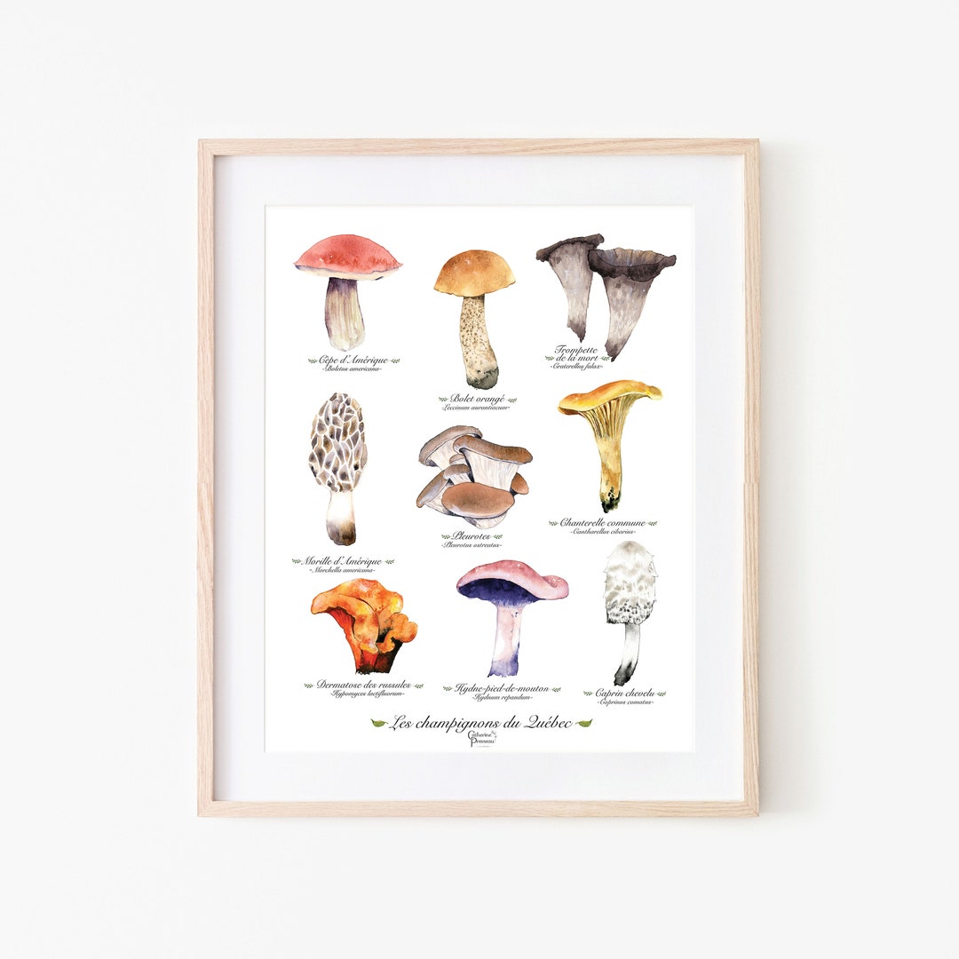 Affiche Des Champignons Du Québec Illustration Botanique à - Etsy