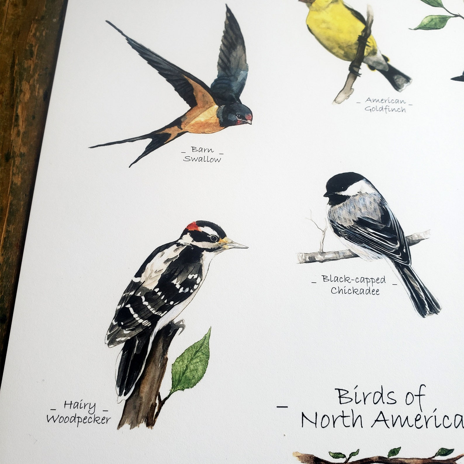 Birds of North America poster Birds Watercolor Art print 8 x | Etsy