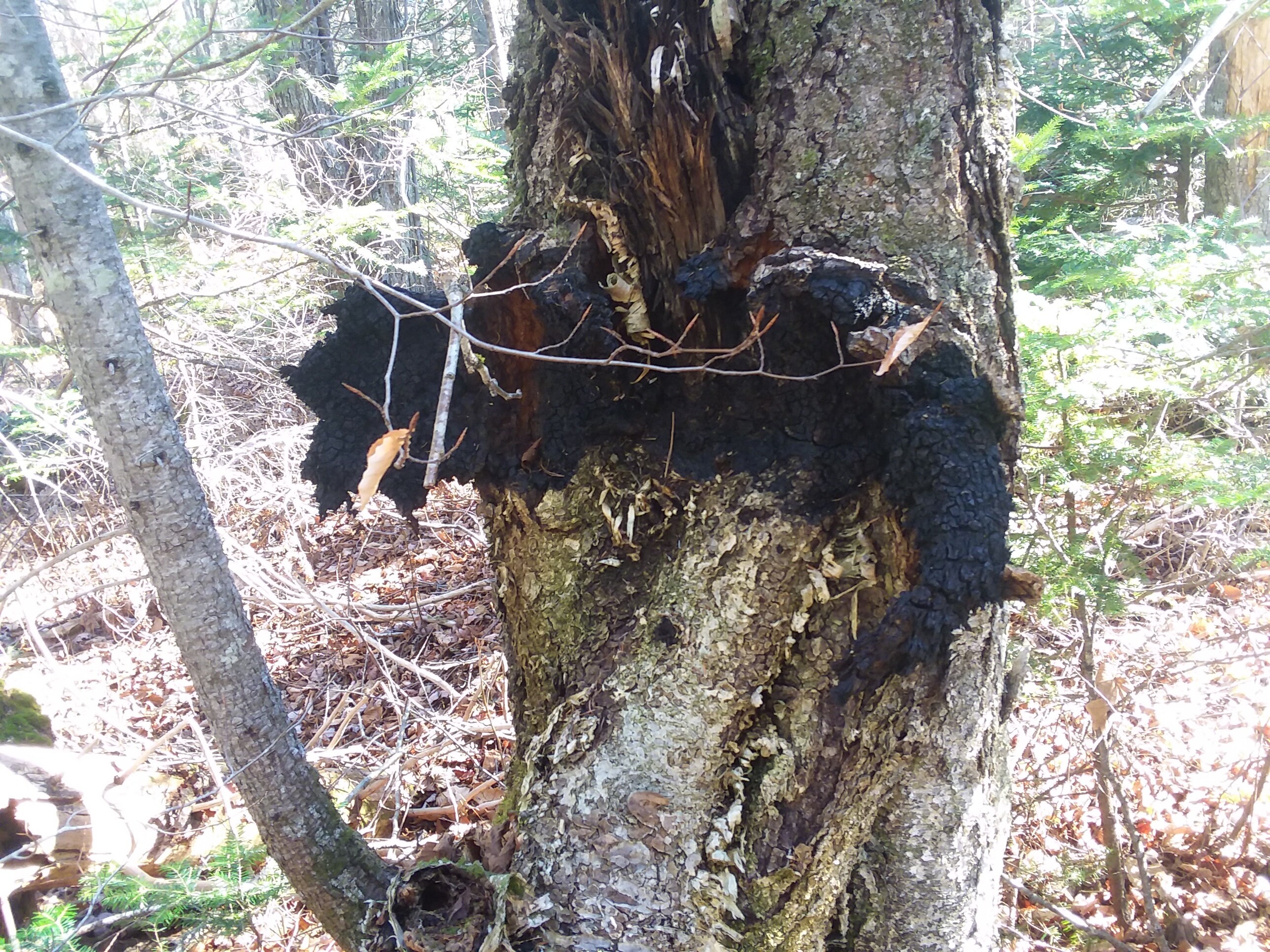 Wild-foraged Ground Chaga Mushroom Tea, Maine Chaga - Etsy