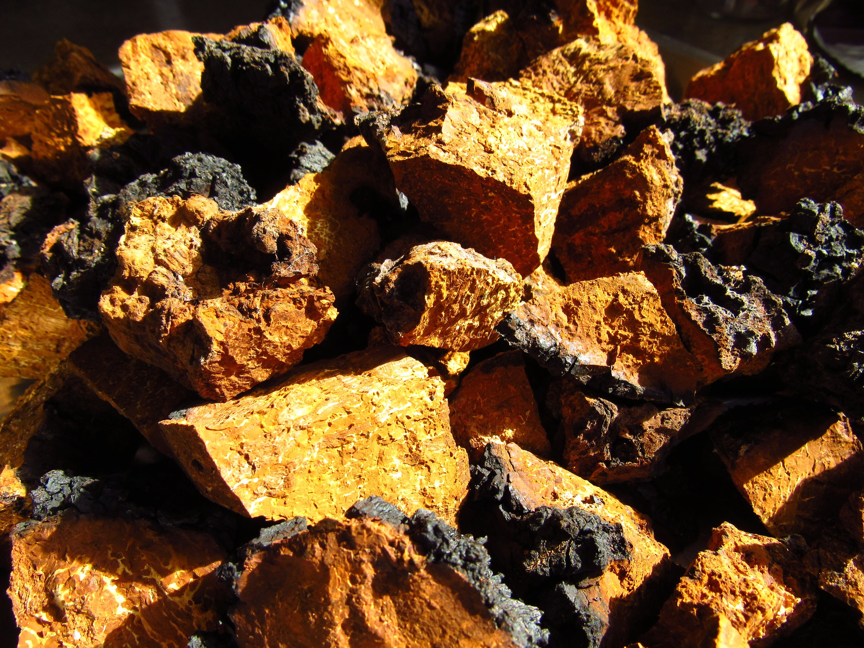 Ground Chaga Mushrooms 4oz & 8oz Wild-foraged - Etsy