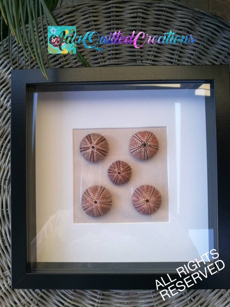 Sea Urchins Wall Decor Urchin Shell Wall Art Coastal Wall | Etsy