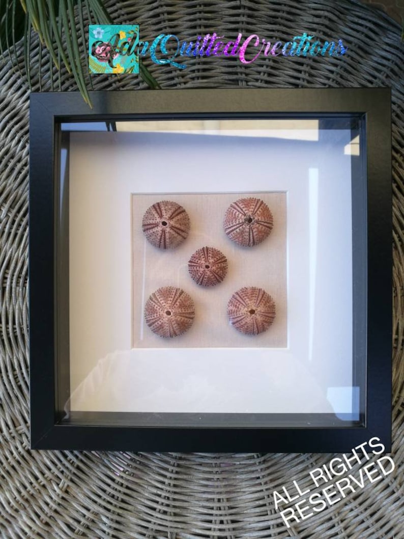 Sea Urchins Wall Decor Urchin Shell Wall Art Coastal Wall | Etsy