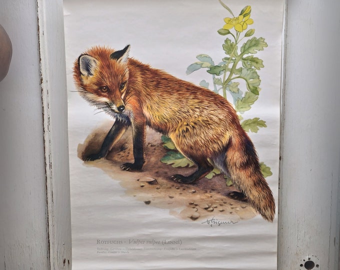 Vintage Teaching Chart "fox" ~ School Chart ~ Mural Chart ~ Rolling ...