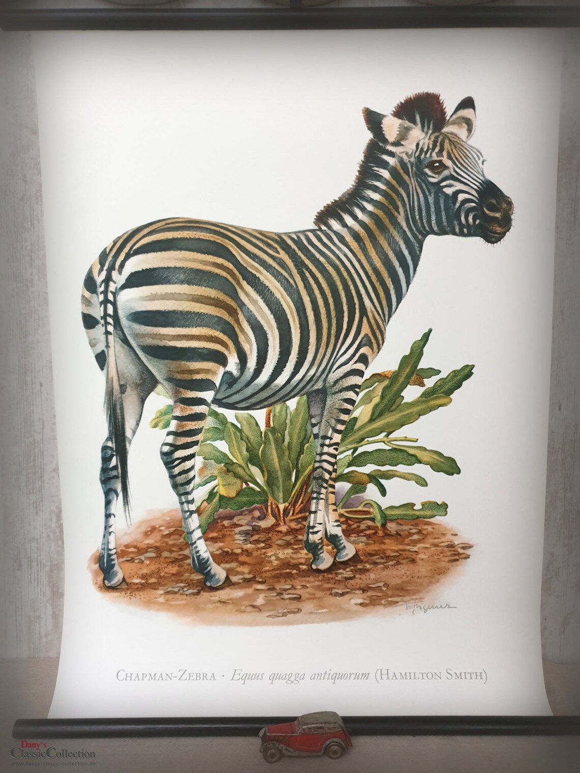 Vintage Teaching Chart "zebra" ~ School Chart ~ Mural Chart ~ Rolling ...