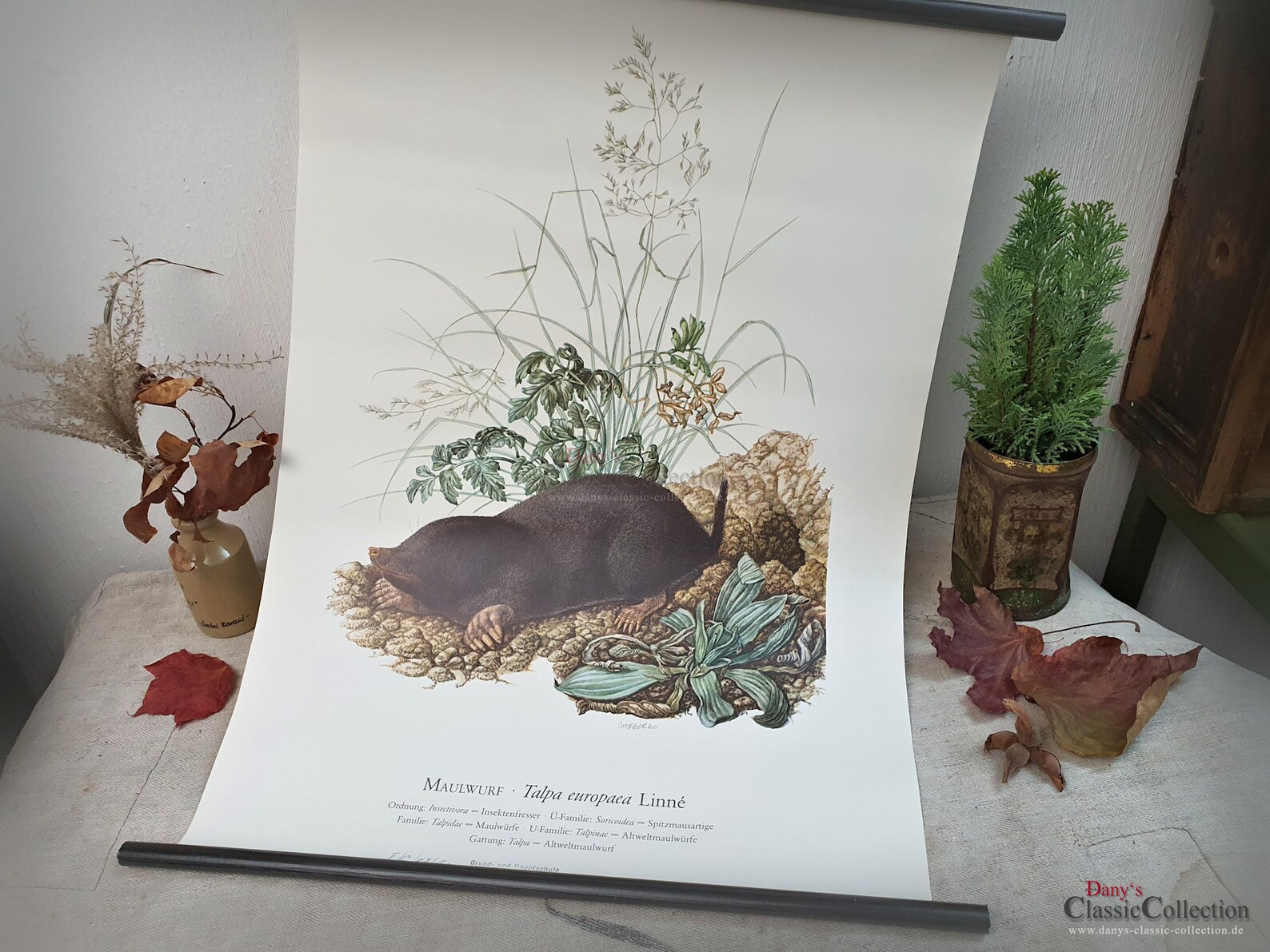 Vintage Teaching Chart Mole School Chart Mural | Etsy