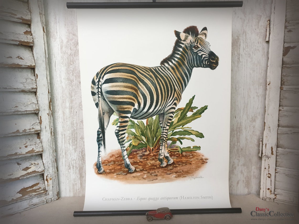Vintage Teaching Chart "zebra" ~ School Chart ~ Mural Chart ~ Rolling ...