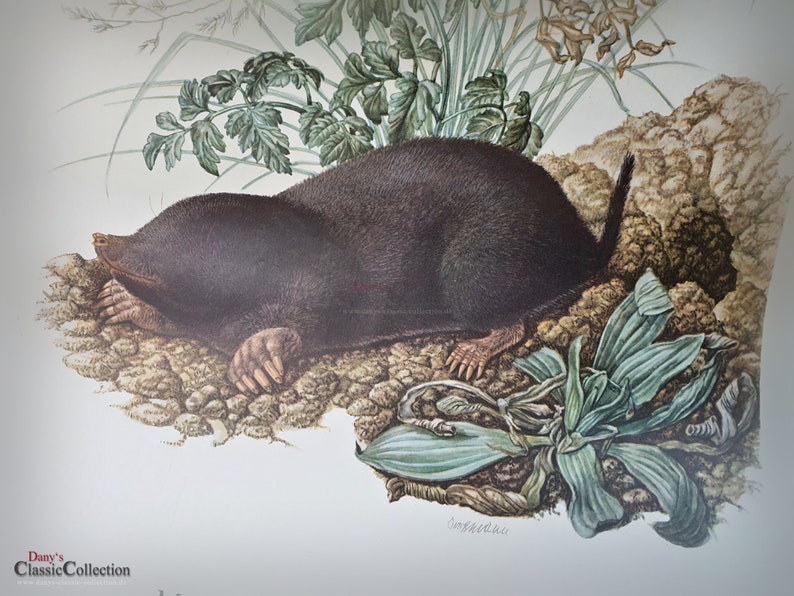 Vintage Teaching Chart Mole School Chart Mural | Etsy