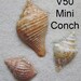 Mini Conch Shells Mold 3 Types - Etsy