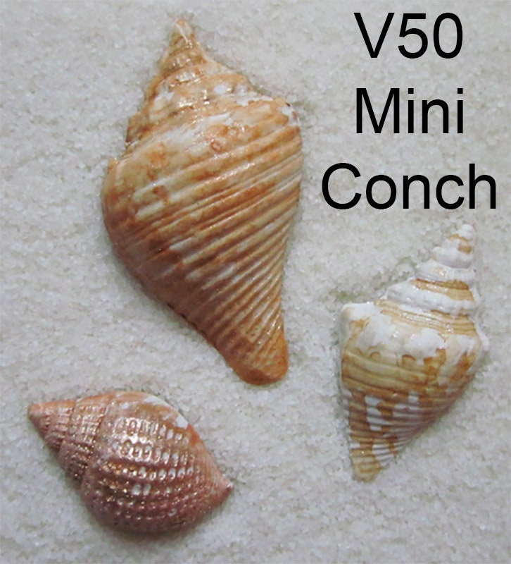 Mini Conch Shells Mold 3 Types - Etsy
