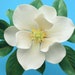 Southern Magnolia Petal Cutter Set (set of 4) - Etsy