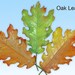 Oak Leaf Cutter - Etsy