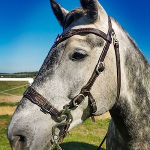 Baroque Hackamore Bridle, Handmade Bitless Tack, Tribal Style Pattern ...