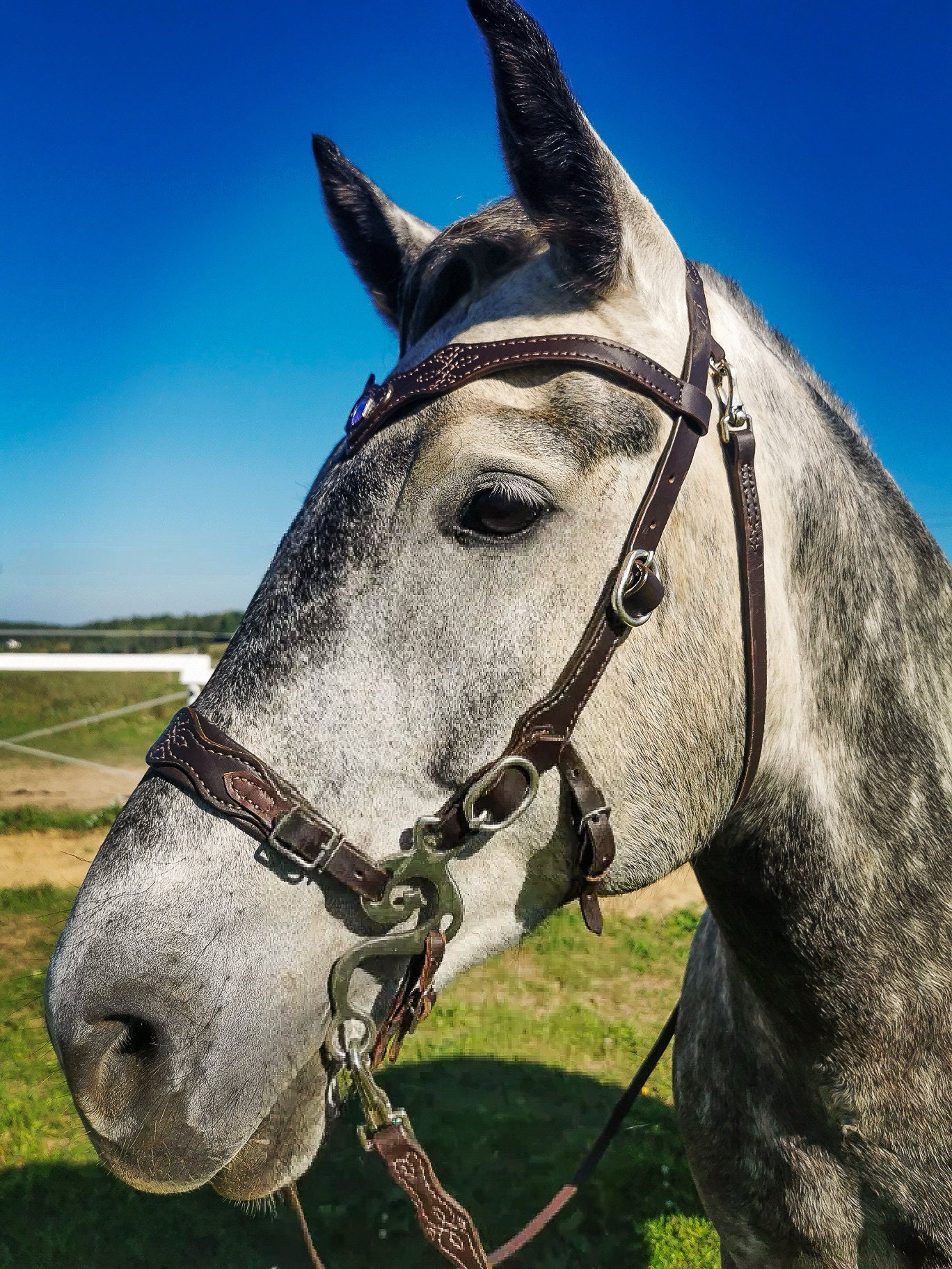 Baroque Hackamore Bridle, Handmade Bitless Tack, Tribal Style Pattern ...