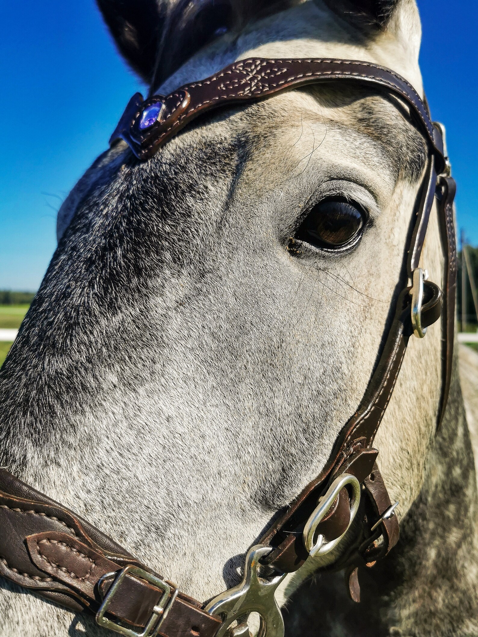 Baroque Hackamore Bridle, Handmade Bitless Tack, Tribal Style Pattern ...