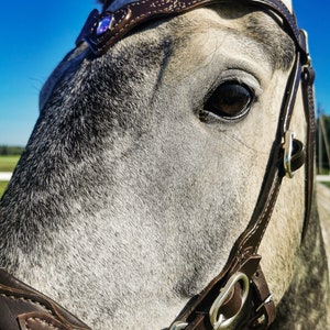 Baroque Hackamore Bridle, Handmade Bitless Tack, Tribal Style Pattern ...