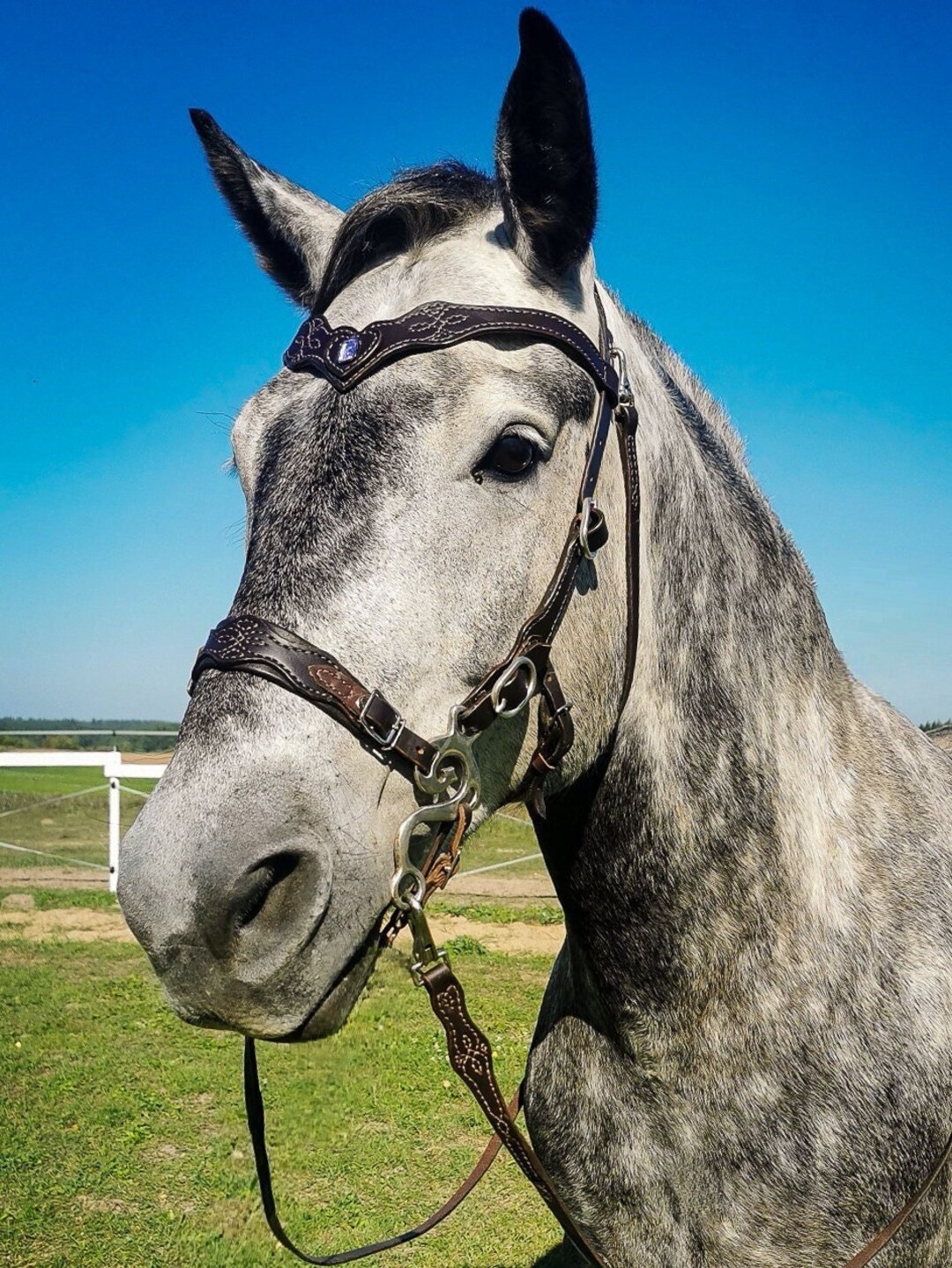 Baroque Hackamore Bridle, Handmade Bitless Tack, Tribal Style Pattern ...