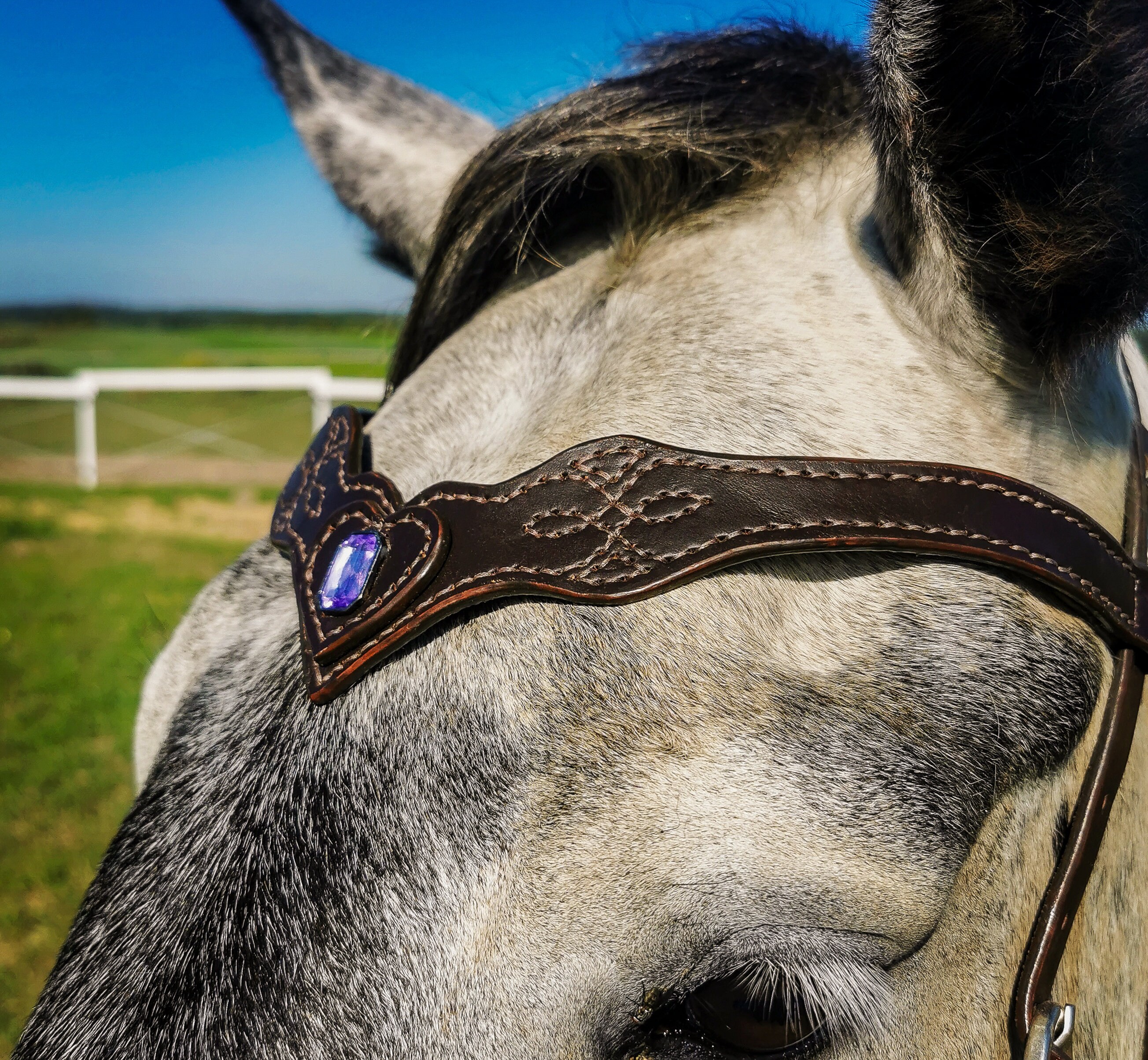 Baroque Hackamore Bridle, Handmade Bitless Tack, Tribal Style Pattern ...