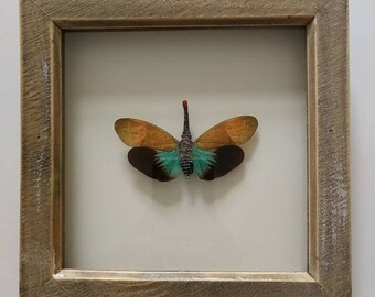 Framed Lanternfly Insect Display Pyrops pyrorhyncha | Etsy