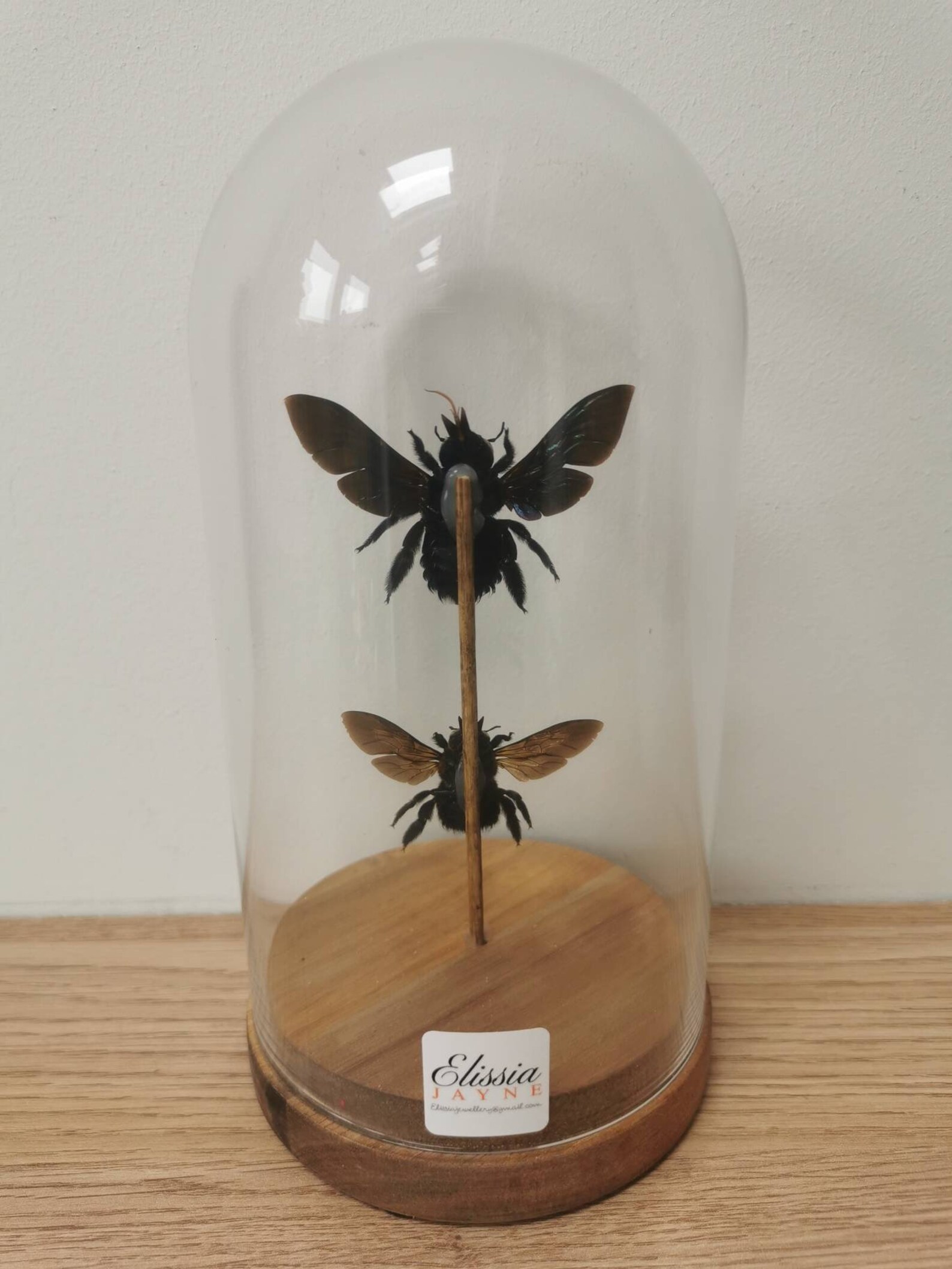 Hymenoptera Sp. Double Bee Dome - Etsy