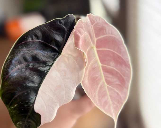Alocasia Azlanii Pink Albo HIGH VARIEGATION Corm - Etsy