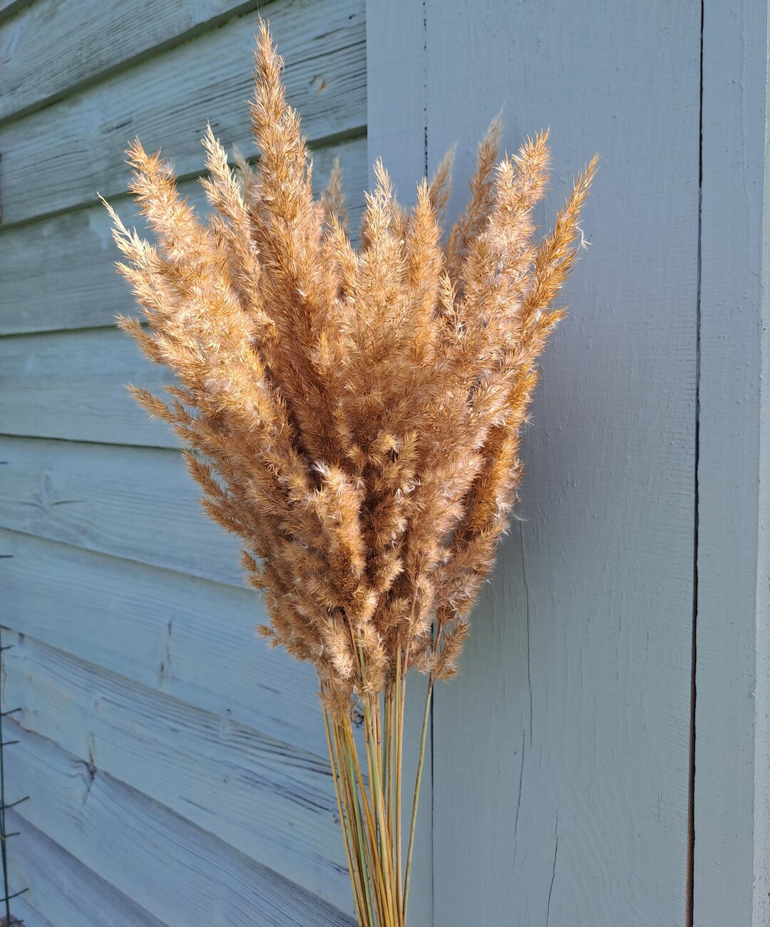 Dried Pampas Grass 24pcs Bouquet, Home Decor Dried Flowers Table ...