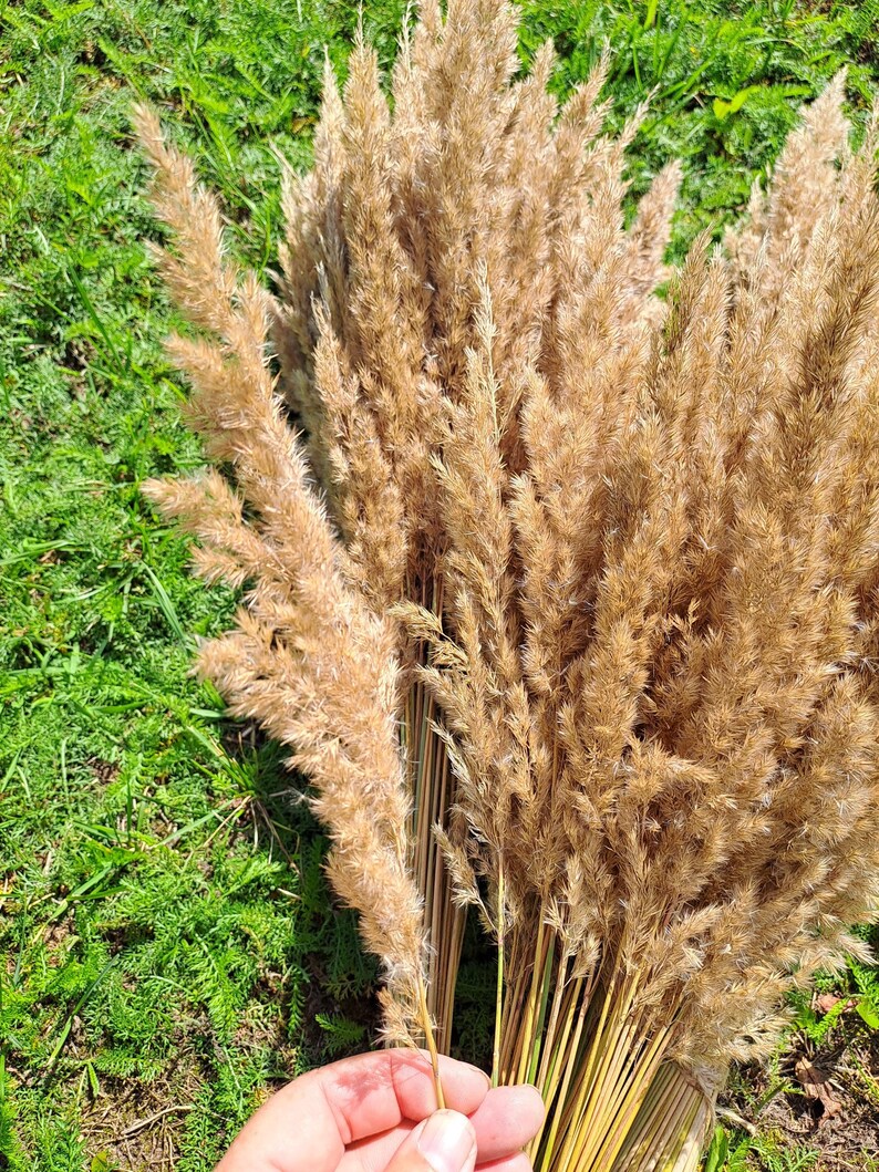 Dried Pampas Grass 24pcs Bouquet, Home Decor Dried Flowers Table ...