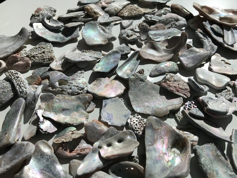 Abalone Shell , Paua Iridescent Mother of Pearl Purple Shells ...