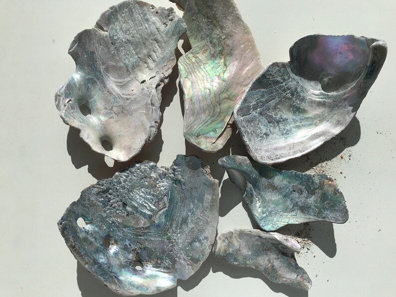 Abalone Shell , Paua Iridescent Mother of Pearl Purple Shells ...