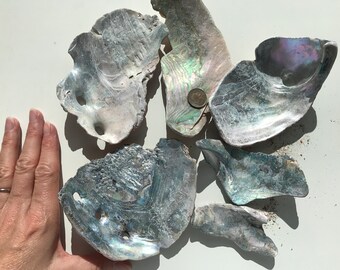Abalone Shell , Paua Iridescent Mother of Pearl Purple Shells ...