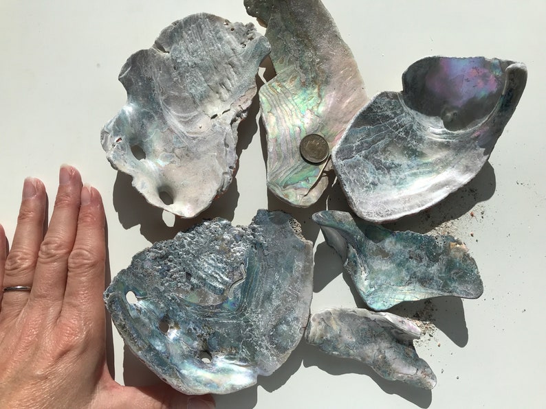 Abalone Shell , Paua Iridescent Mother of Pearl Purple Shells ...