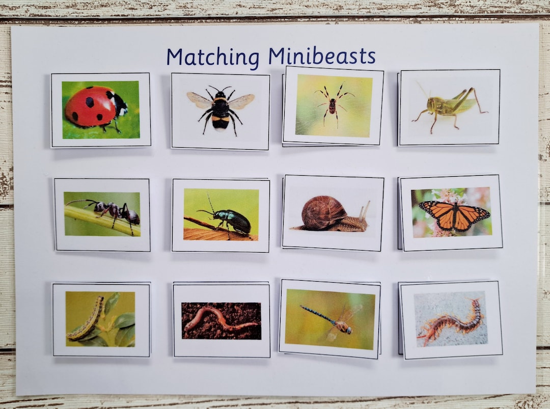 Minibeast Matching Activity Game for Toddlers Early Years - Etsy