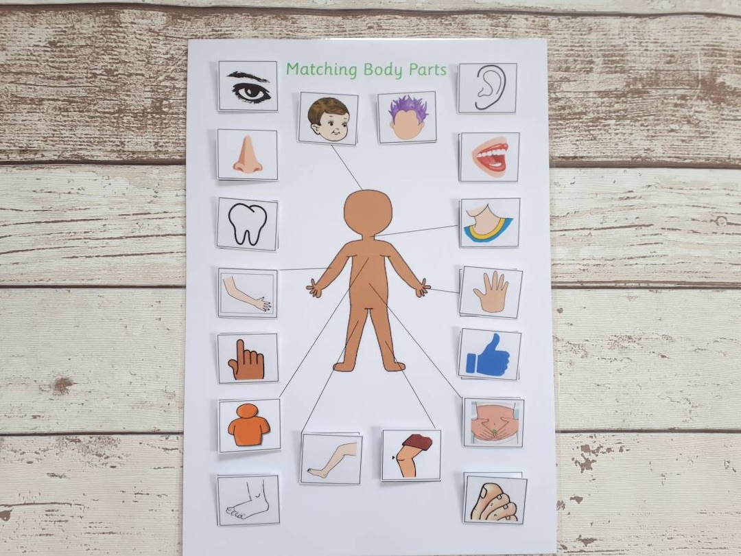 Body Parts Matching Game, Educational Learning Resource, Home Schooling ...