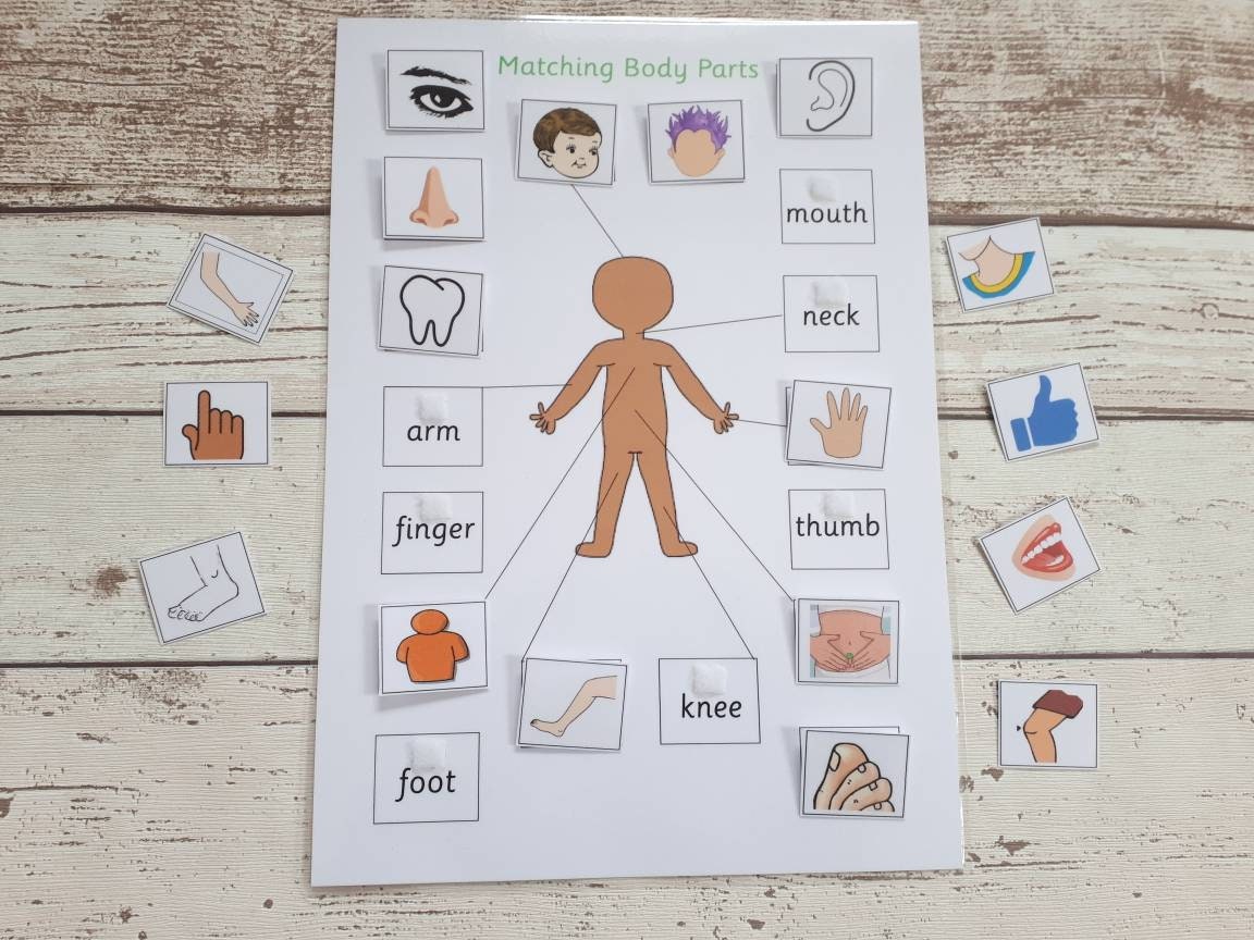 Body parts matching game educational learning resource home | Etsy