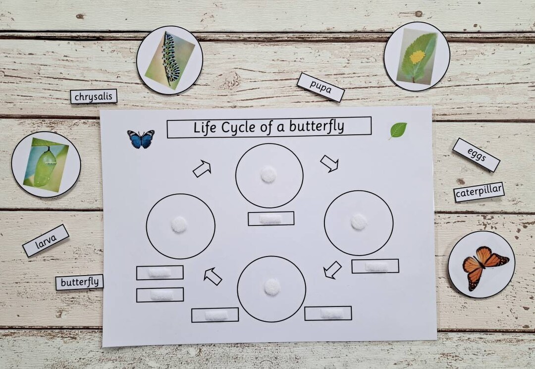 Life Cycle of a Butterfly Educational Resource, Teaching Activity for ...