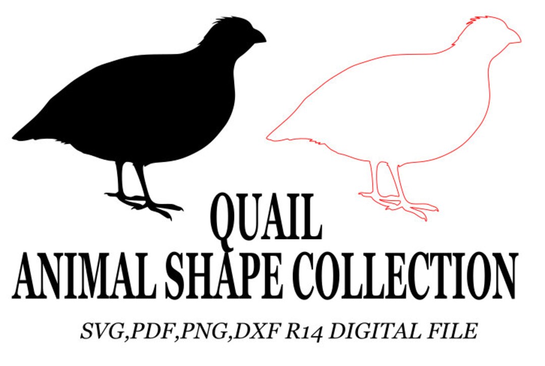 Quail Outline and Silhouette Digital Download Svg,pdf,png Dxf File ...