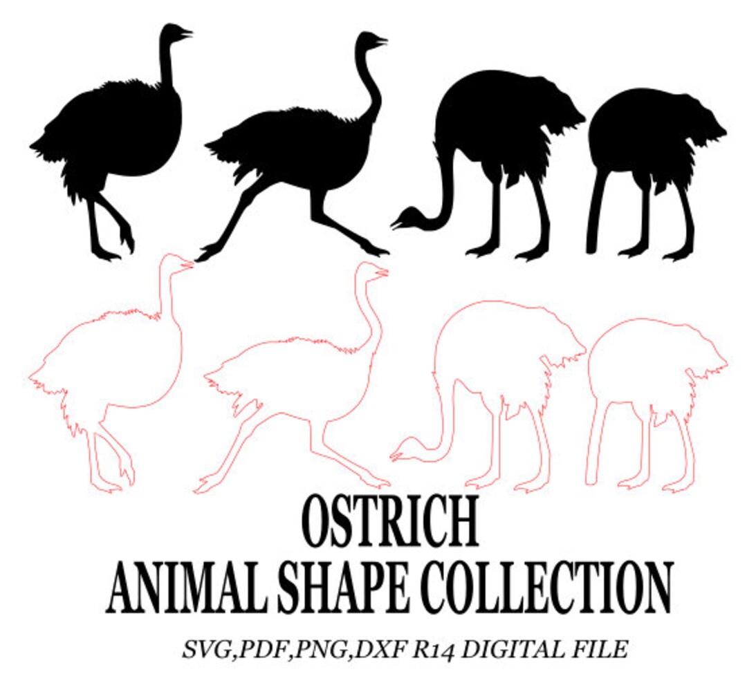 Ostrich Outline and Silhouette Digital Download Svg,pdf,png Dxf R14 ...