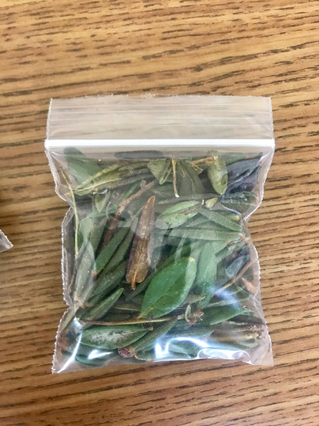 Labrador Tea Aka swamp Tea 2 Bags - Etsy