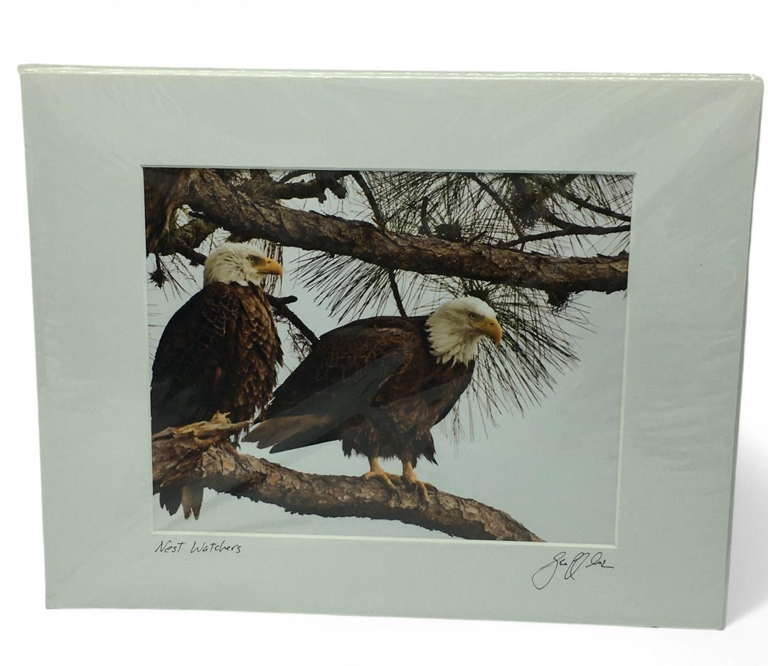 American Bald Eagles NEST WATCHERS Geoff Coe Wildlife Photograph ...
