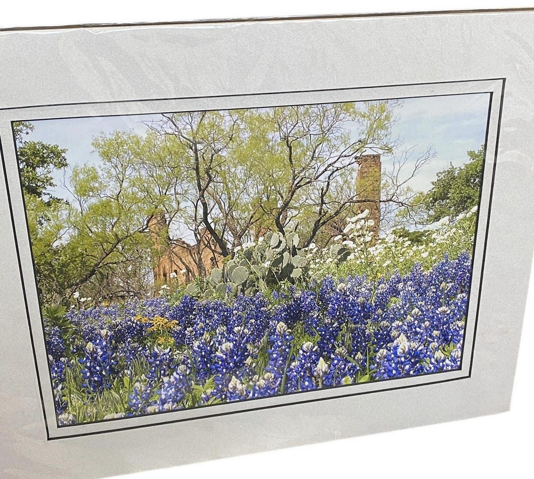 Relics Wildflowers Bluebonnets Photograph Harry Bowden Print Pontotoc ...