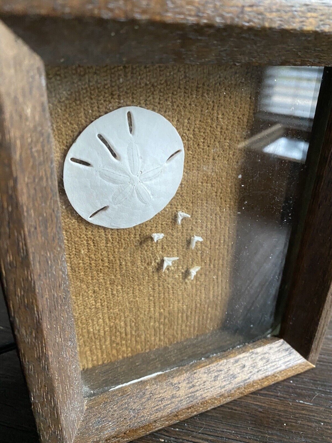 Vtg Sand Dollar Shadow Box Art Wood Frame Beach Nautical Seashell 70s ...