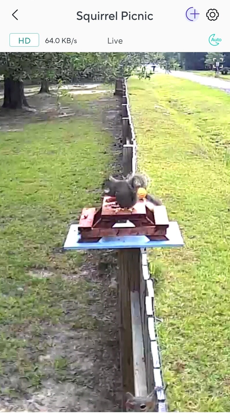 Squirrel Picnic Table - Etsy