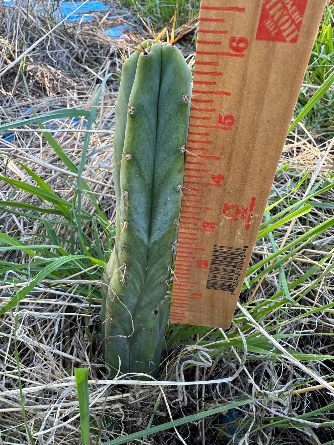 Echinopsis SS02 Cactus collectors Cut landscape Cactus fast Growing Cactus south American Cactus ...