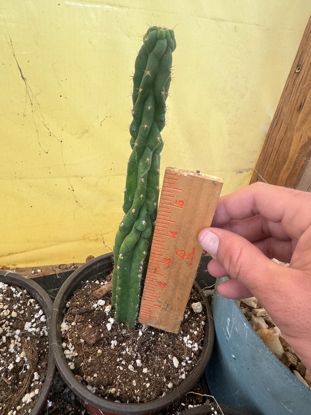 Echinopsis Pedro “TPM X LM3” Cactus (landscape Cactus) (fast Growing ...