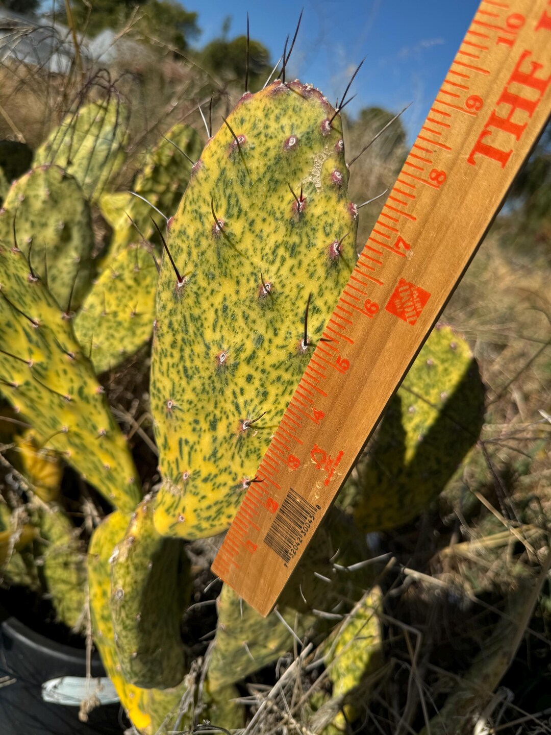 Variegated Opuntia “sunburst” One 7-8” Paddle. (landscape Cactus) (fast ...