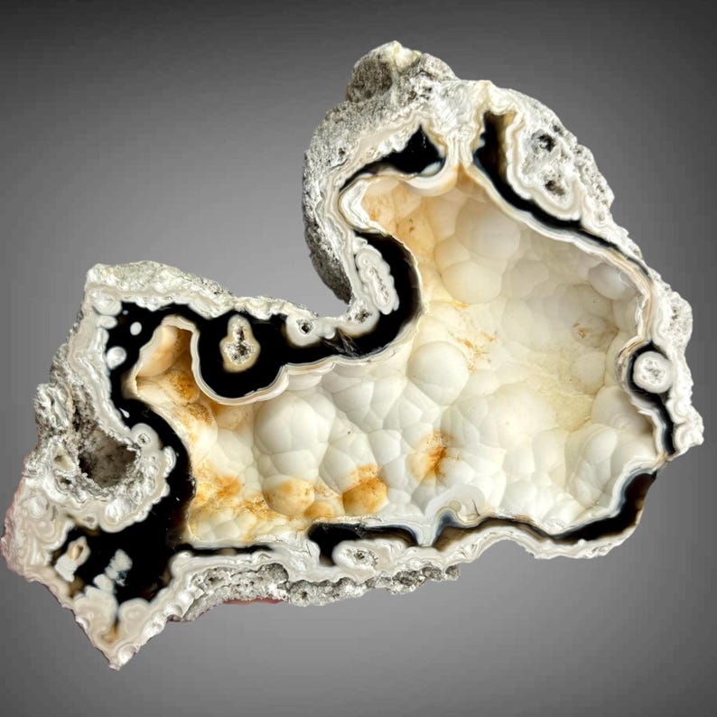 Agatized Fossil Coral, UV Fluorescent Half, Tampa Bay, Florida: Display ...