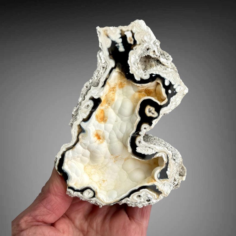 Agatized Fossil Coral, UV Fluorescent Half, Tampa Bay, Florida: Display ...