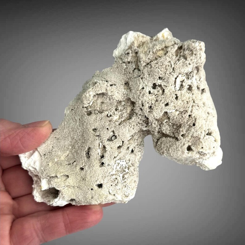 Agatized Fossil Coral, UV Fluorescent Half, Tampa Bay, Florida: Display ...