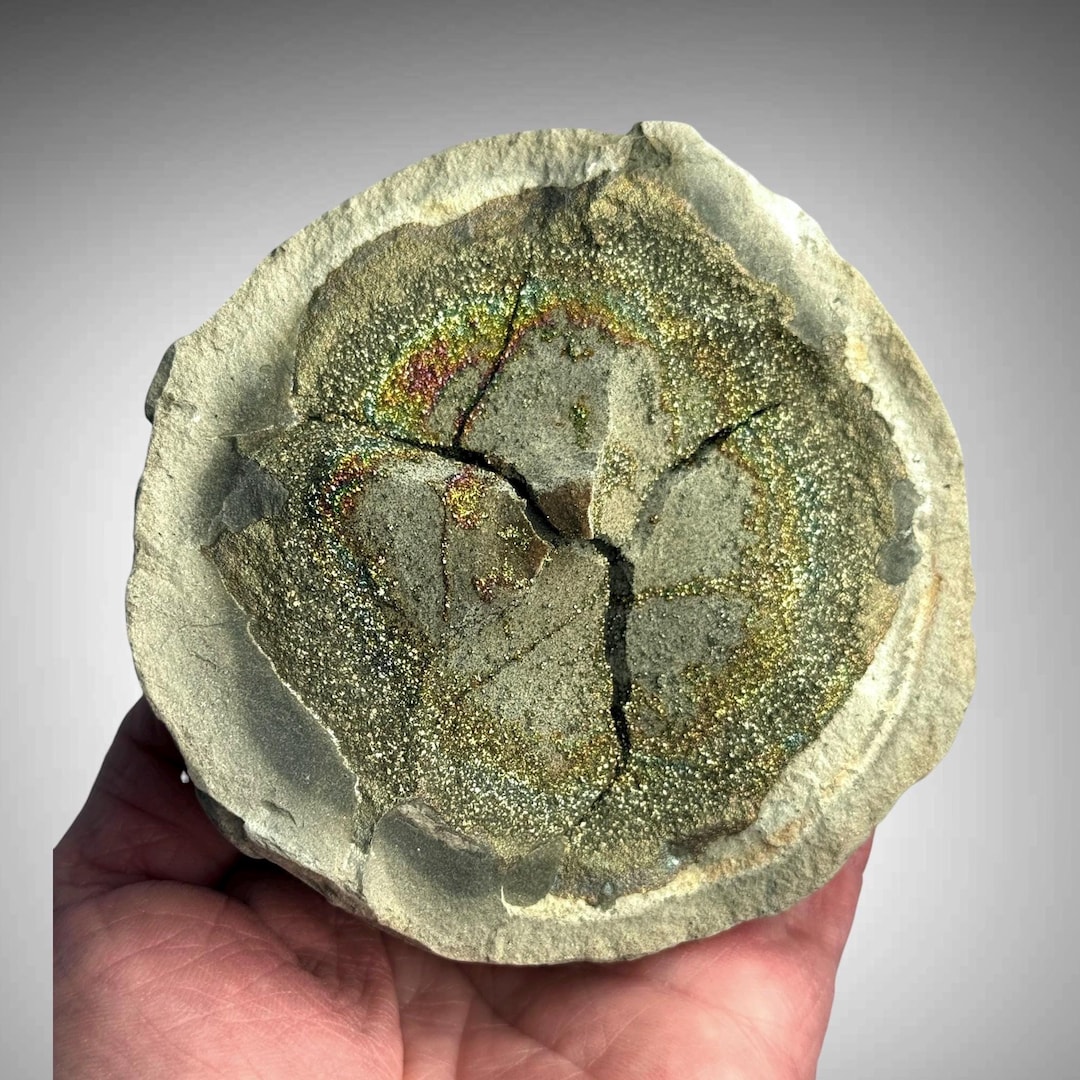 Rainbow Pyrite Septarian Nodule Concretion From Russia - Etsy