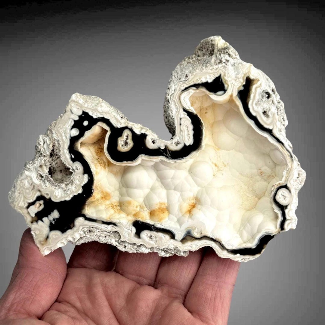Agatized Fossil Coral, UV Fluorescent Half, Tampa Bay, Florida: Display ...